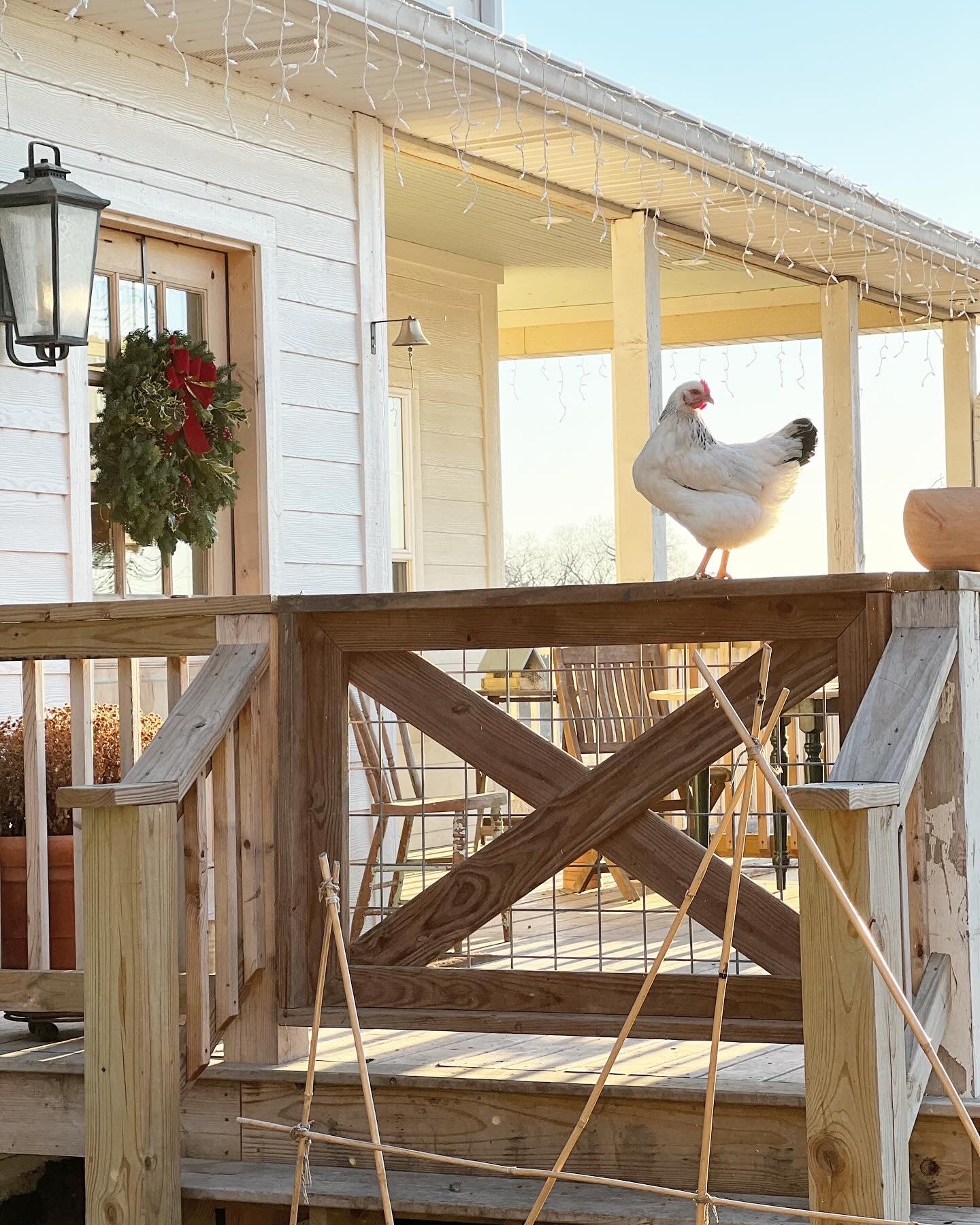 chickens on porch railings – Salt Creek Mercantile